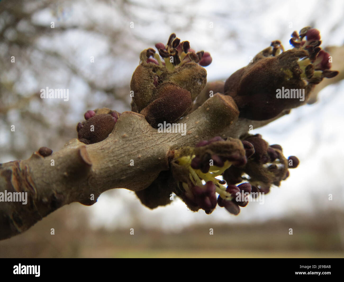 Fraxinus excelsior, the European ash tree, identified by its scientific ...