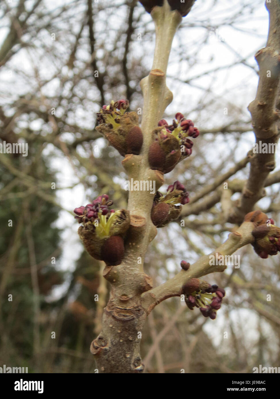 'Fraxinus excelsior' is the scientific name for the European ash tree ...