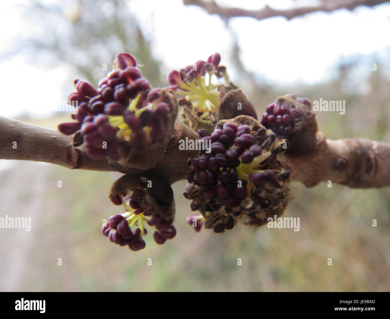 Fraxinus excelsior, known as the European ash, is a large deciduous ...