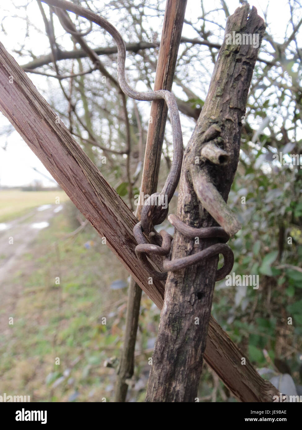 Humulus lupulus, commonly known as hop, is a climbing plant used ...