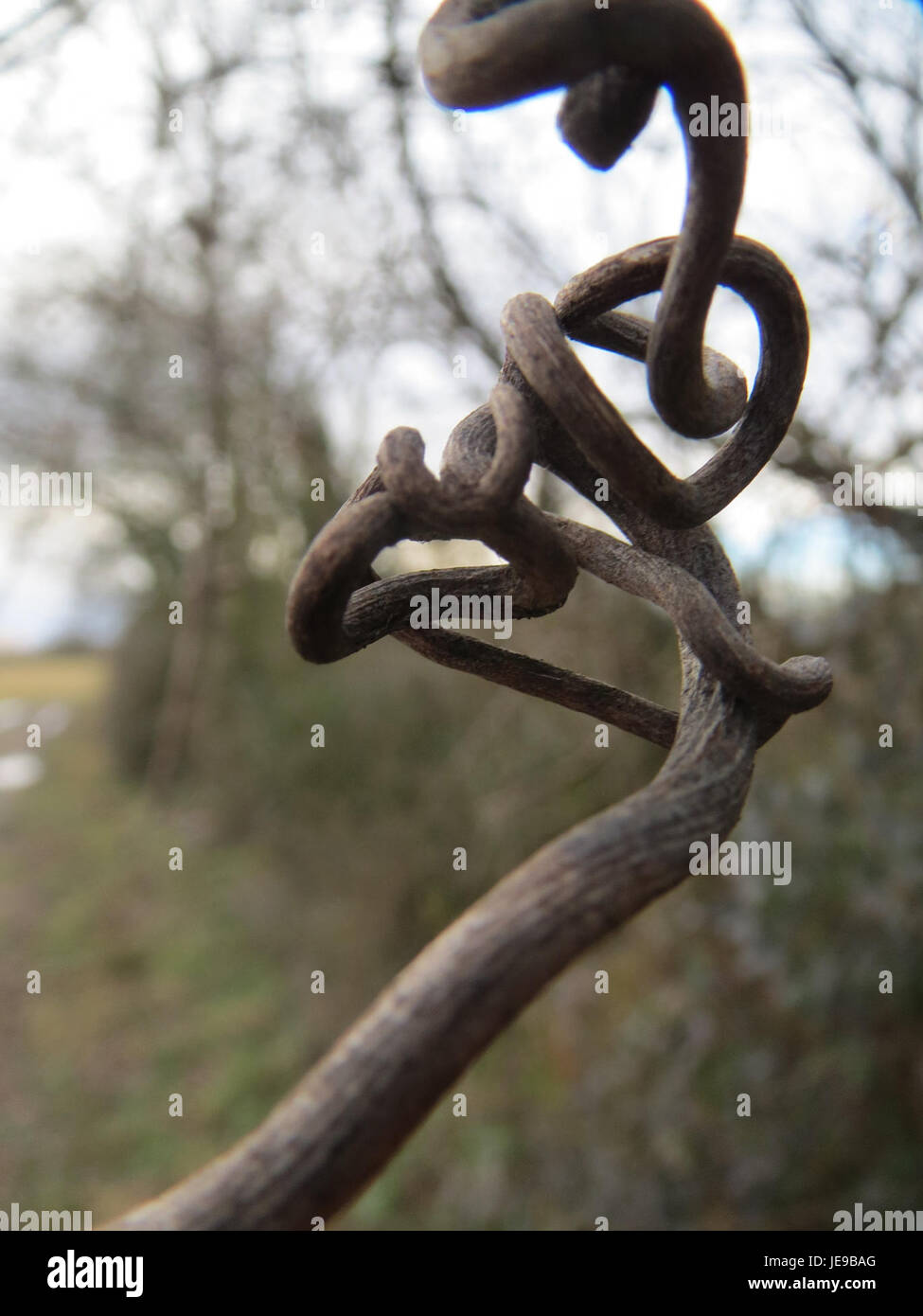 An image of Humulus lupulus, commonly known as hops, a key ingredient ...