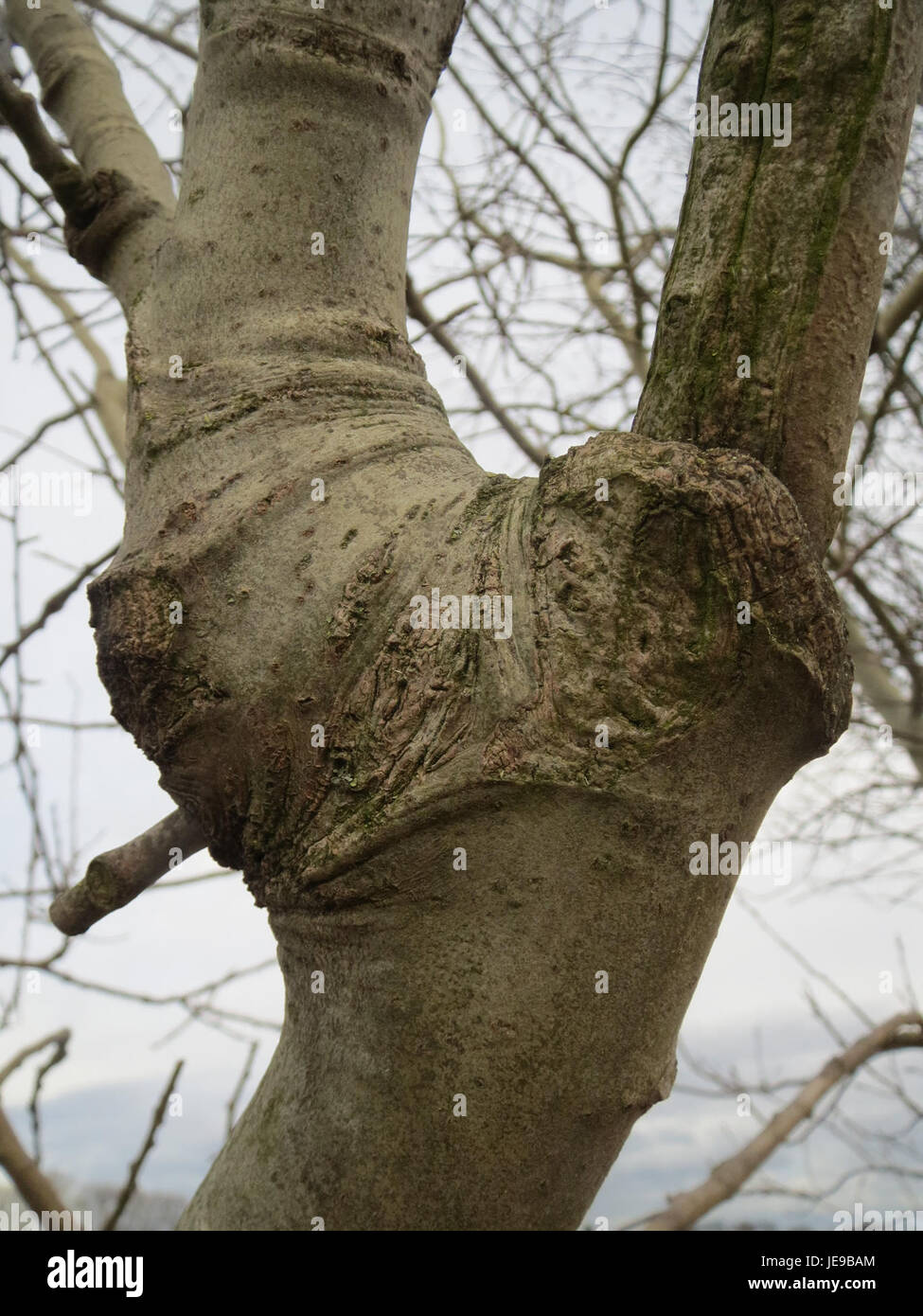 *Populus tremula*, commonly known as European aspen, is a tree species ...