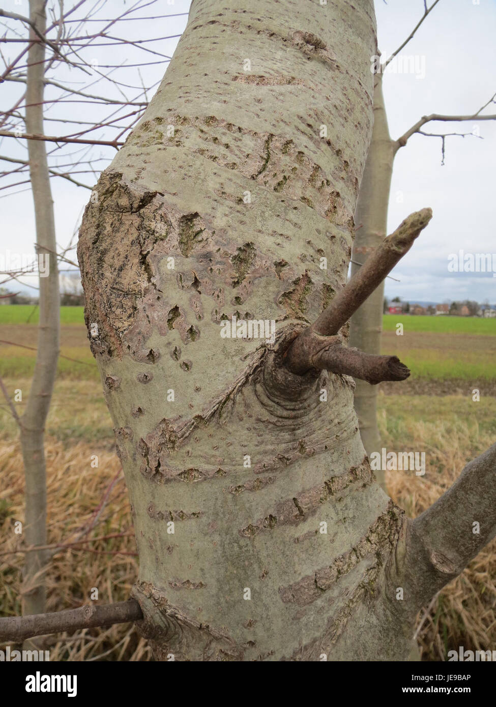 Shaking leaves hi-res stock photography and images - Alamy