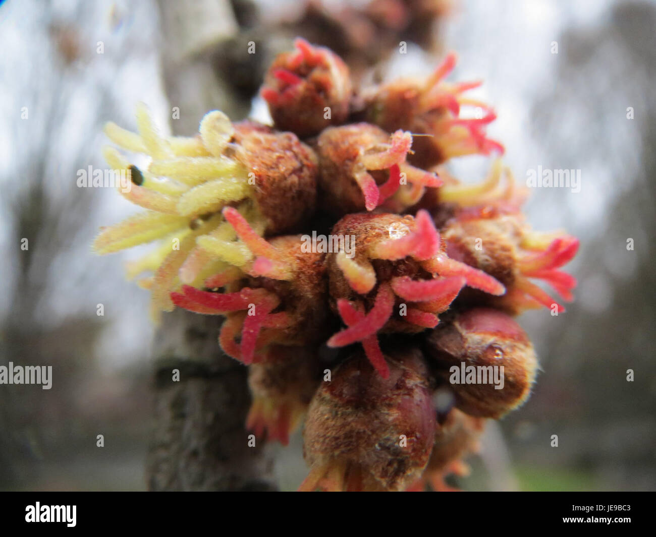 Acer saccharinum, commonly known as the silver maple, is a tree species ...