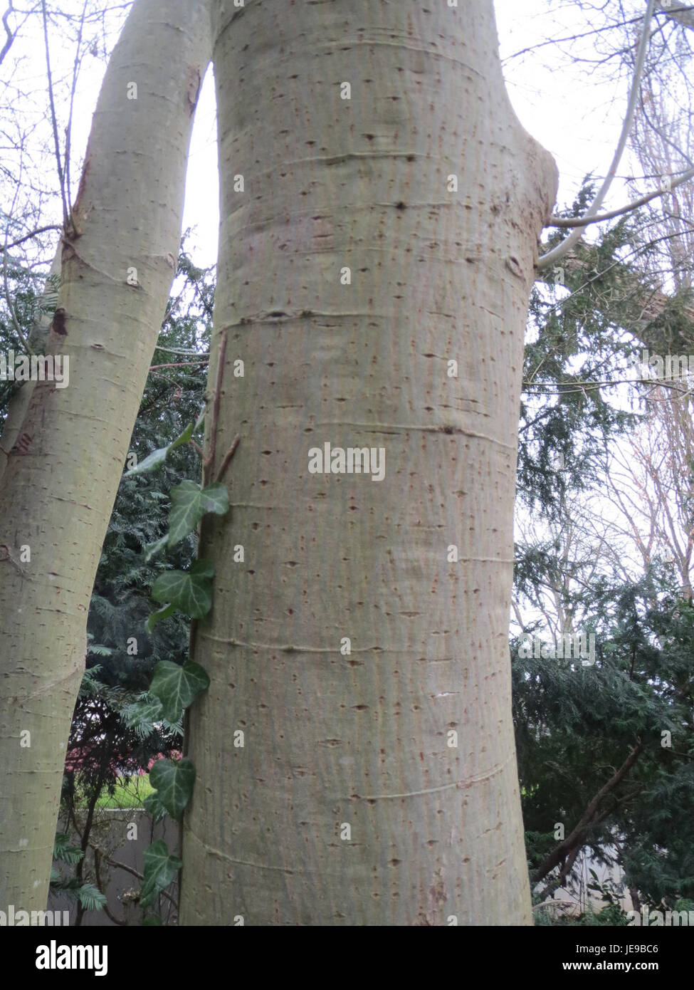 A photograph of Salix caprea, commonly known as goat willow, a species ...