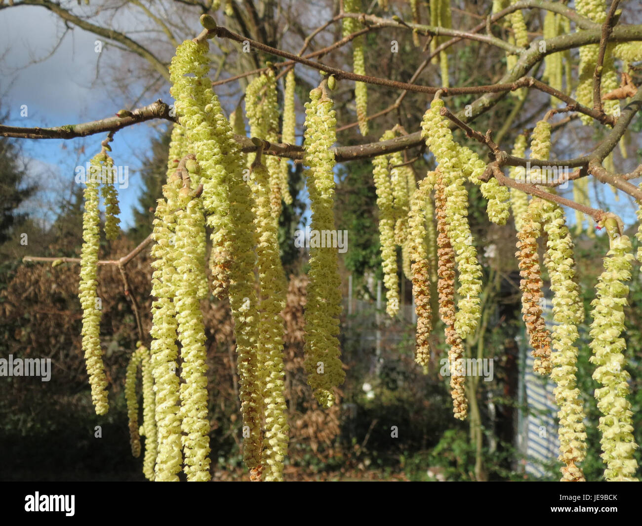 Captured on February 9, 2014, this image showcases Corylus avellana ...