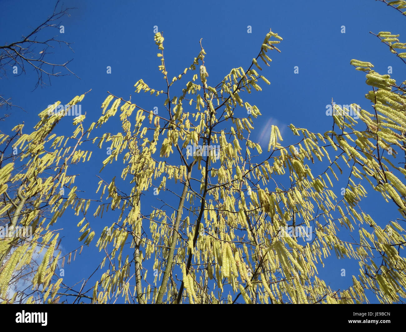 Corylus avellana, commonly known as the common hazel, is a deciduous ...