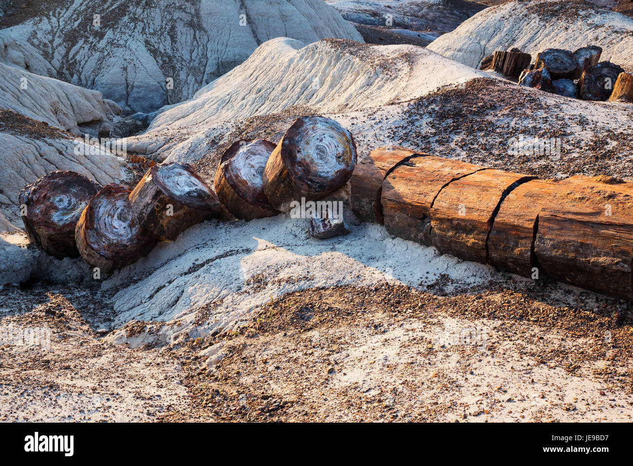 Petrified forest national park hi-res stock photography and images - Alamy