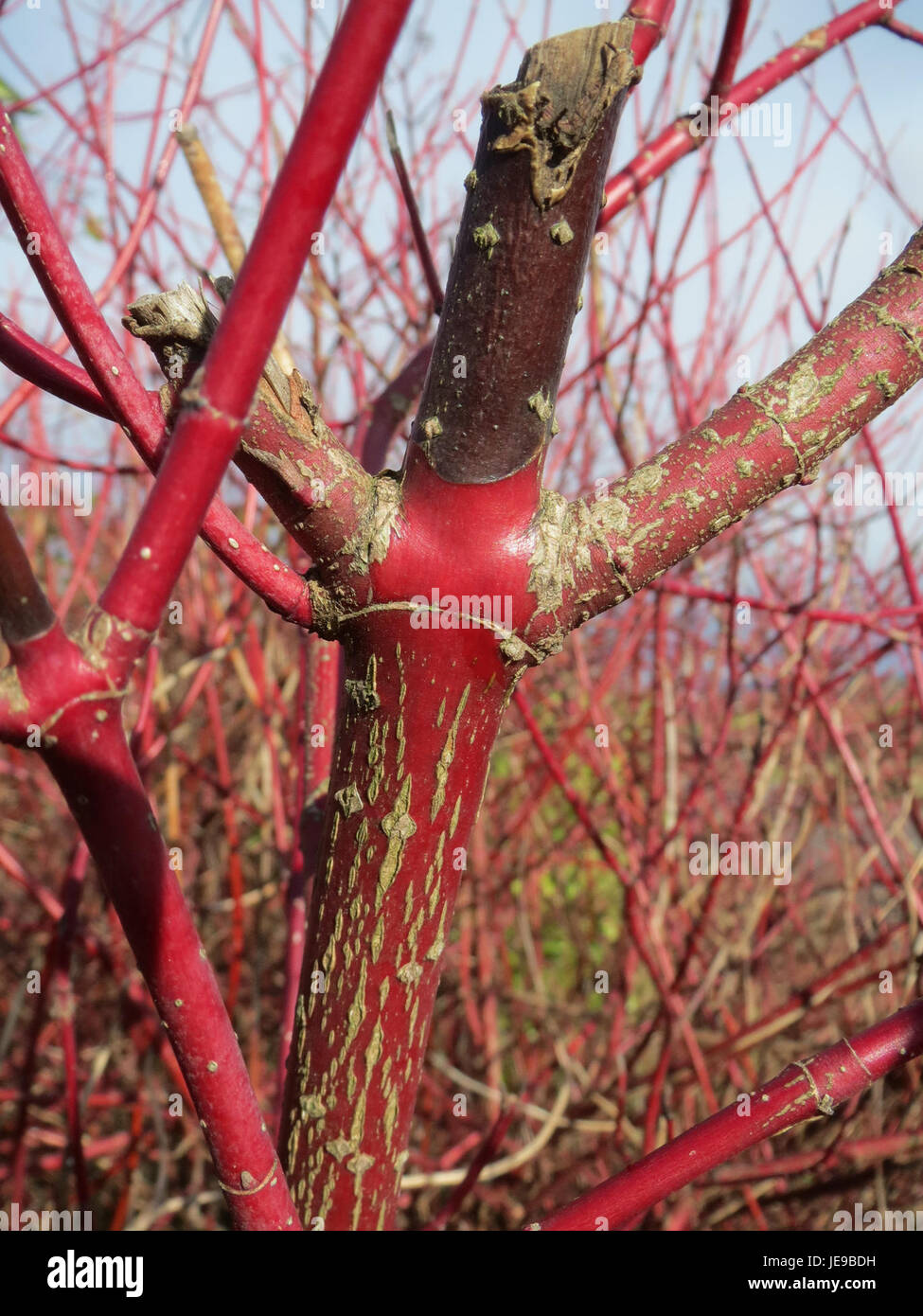 Cornus alba, also known as Tatarian Dogwood, is a deciduous shrub ...