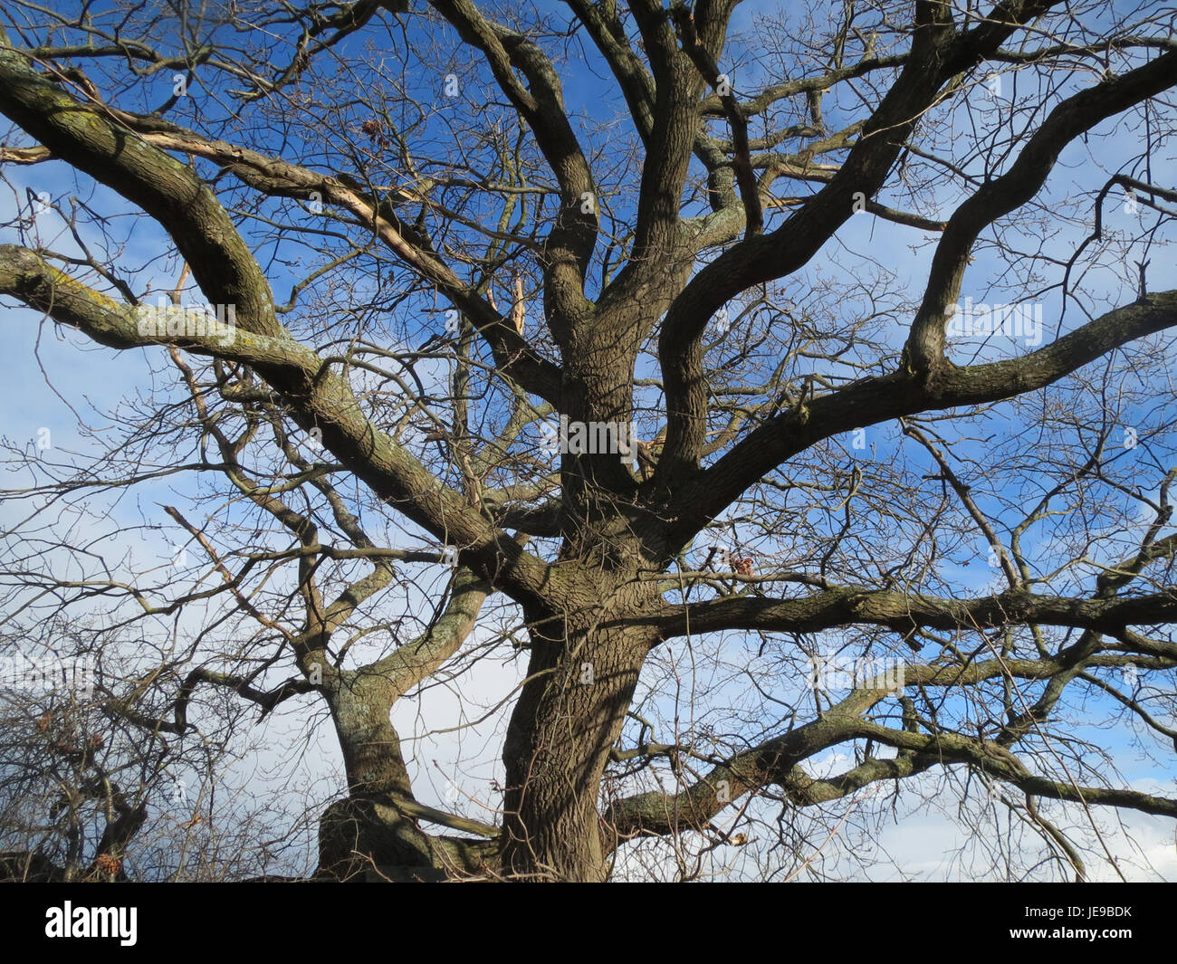 Oak tree identification hi-res stock photography and images - Alamy