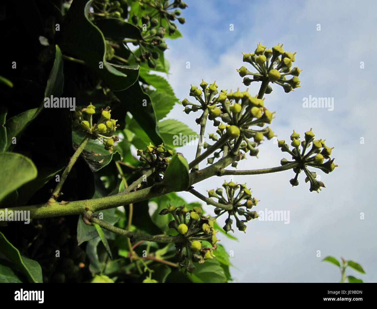 A detailed depiction of the Efeu plant, also known as ivy, located ...