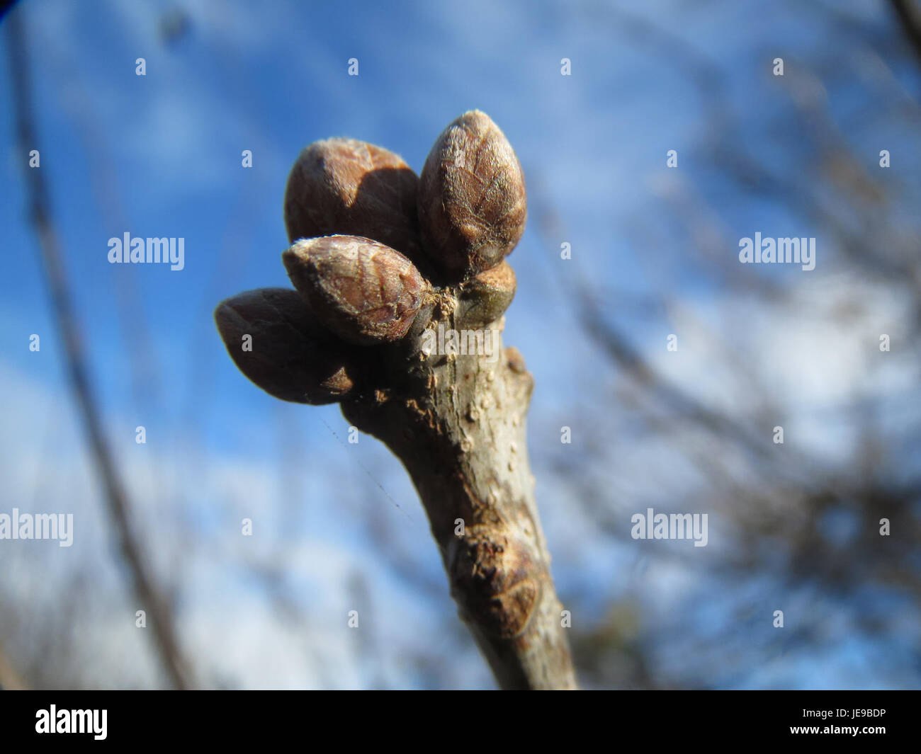 This image features the Quercus robur, commonly known as the English ...