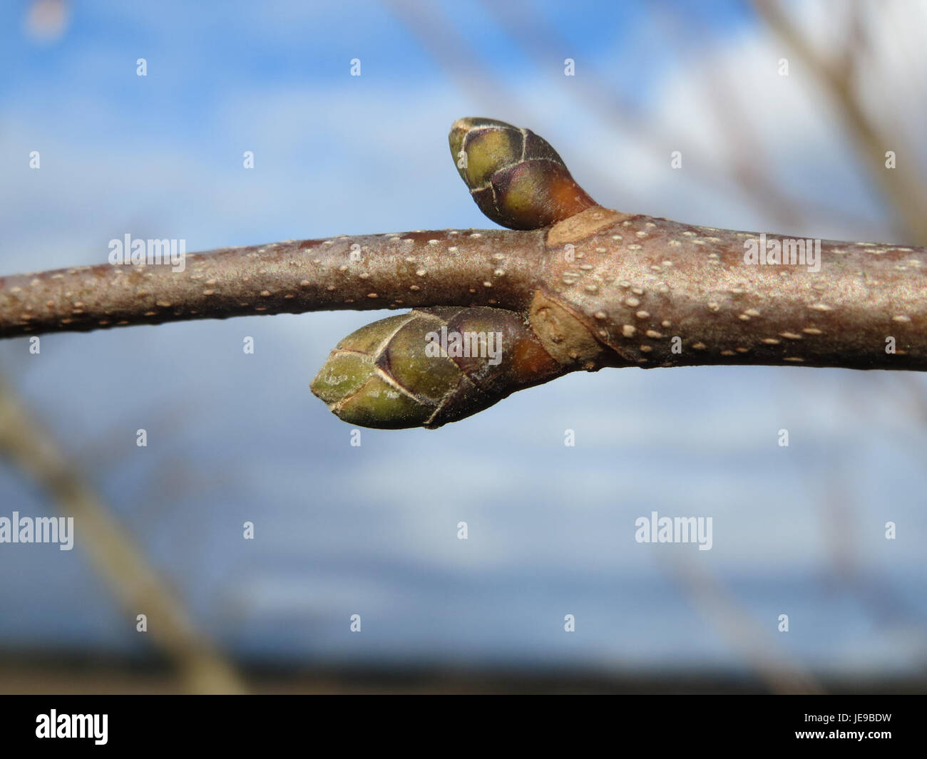 Acer pseudoplatanus, commonly known as the sycamore maple, is a species ...