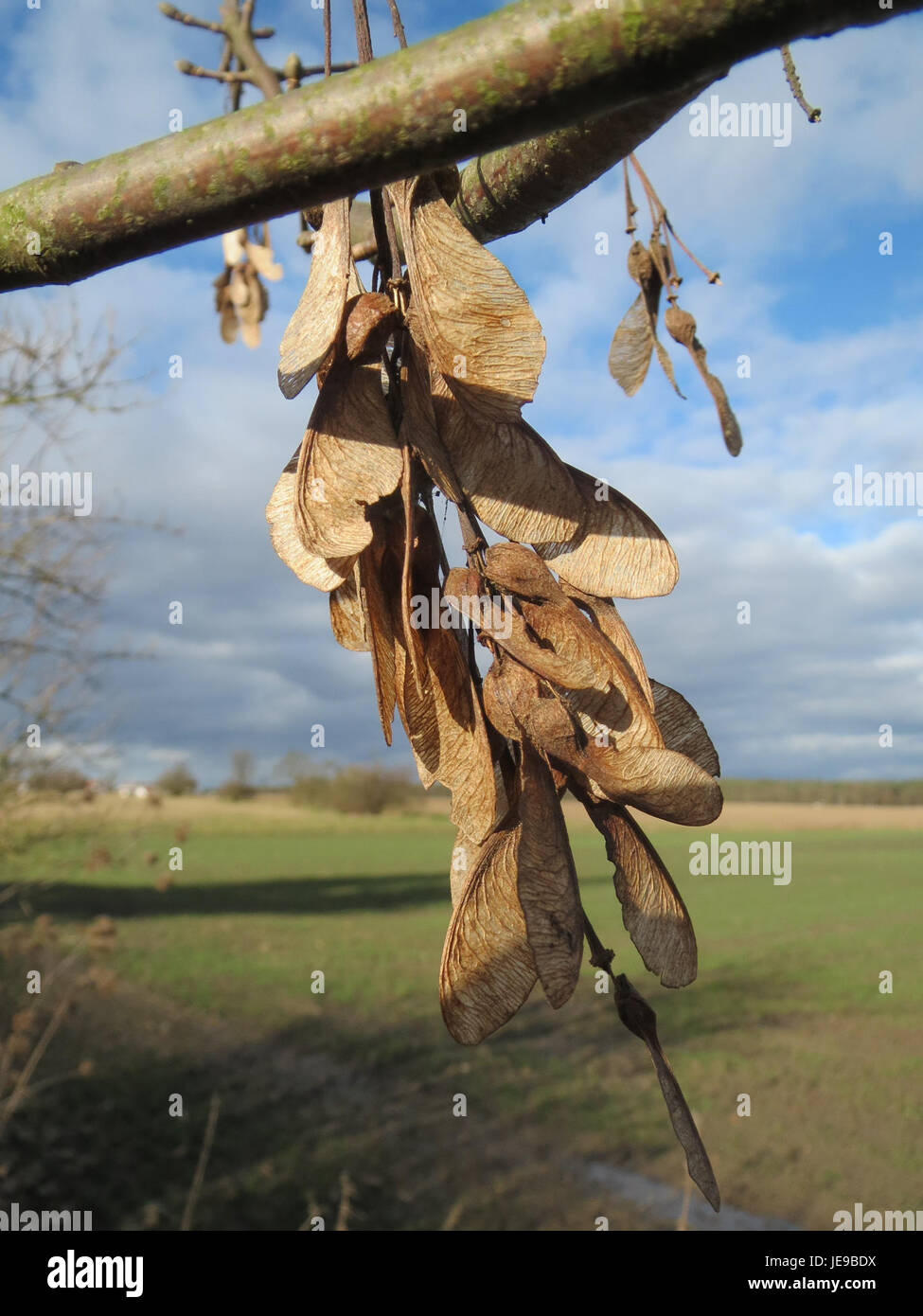 Acer pseudoplatanus commonly known hi-res stock photography and images ...