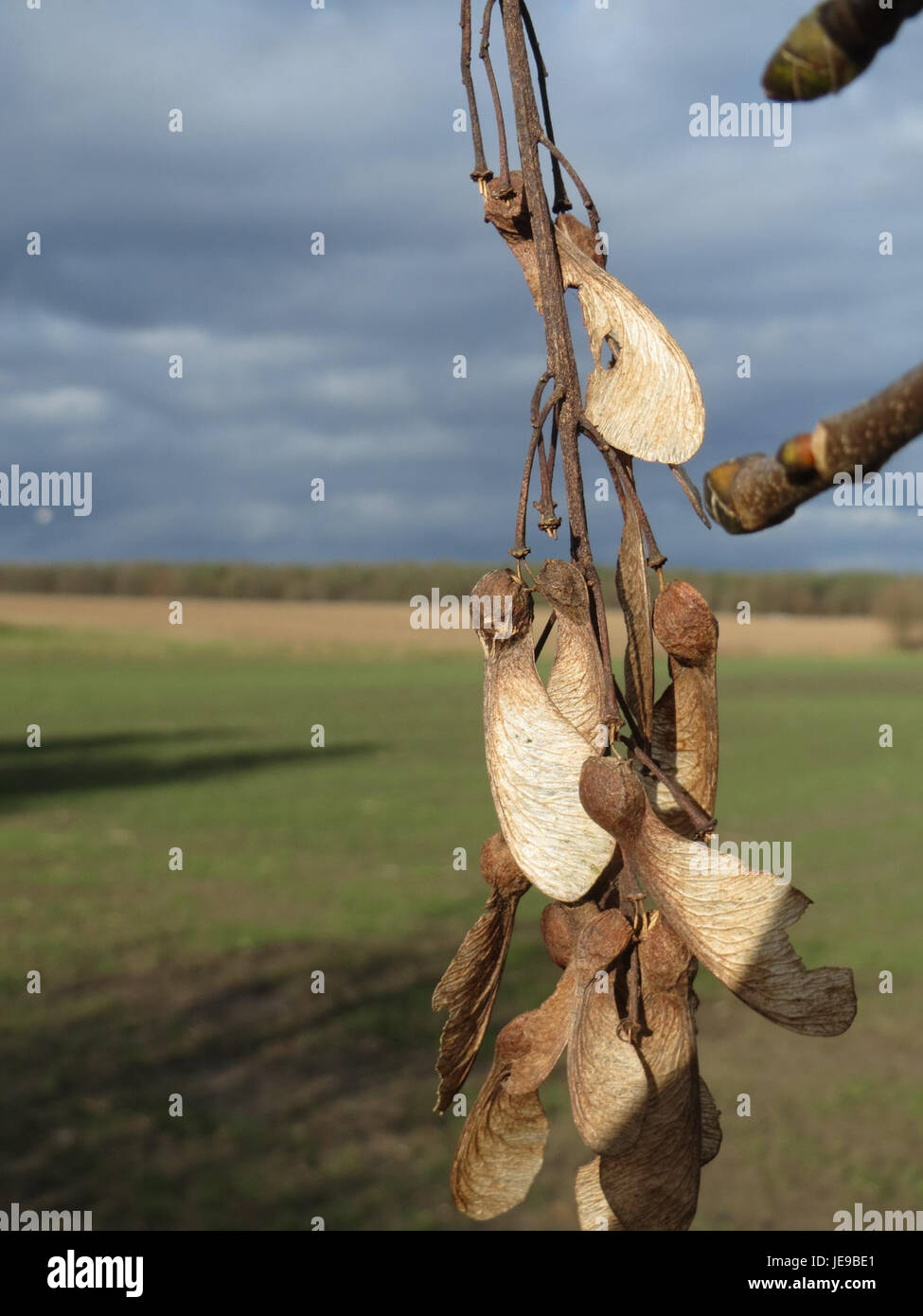 Acer pseudoplatanus known sycamore hi-res stock photography and images ...