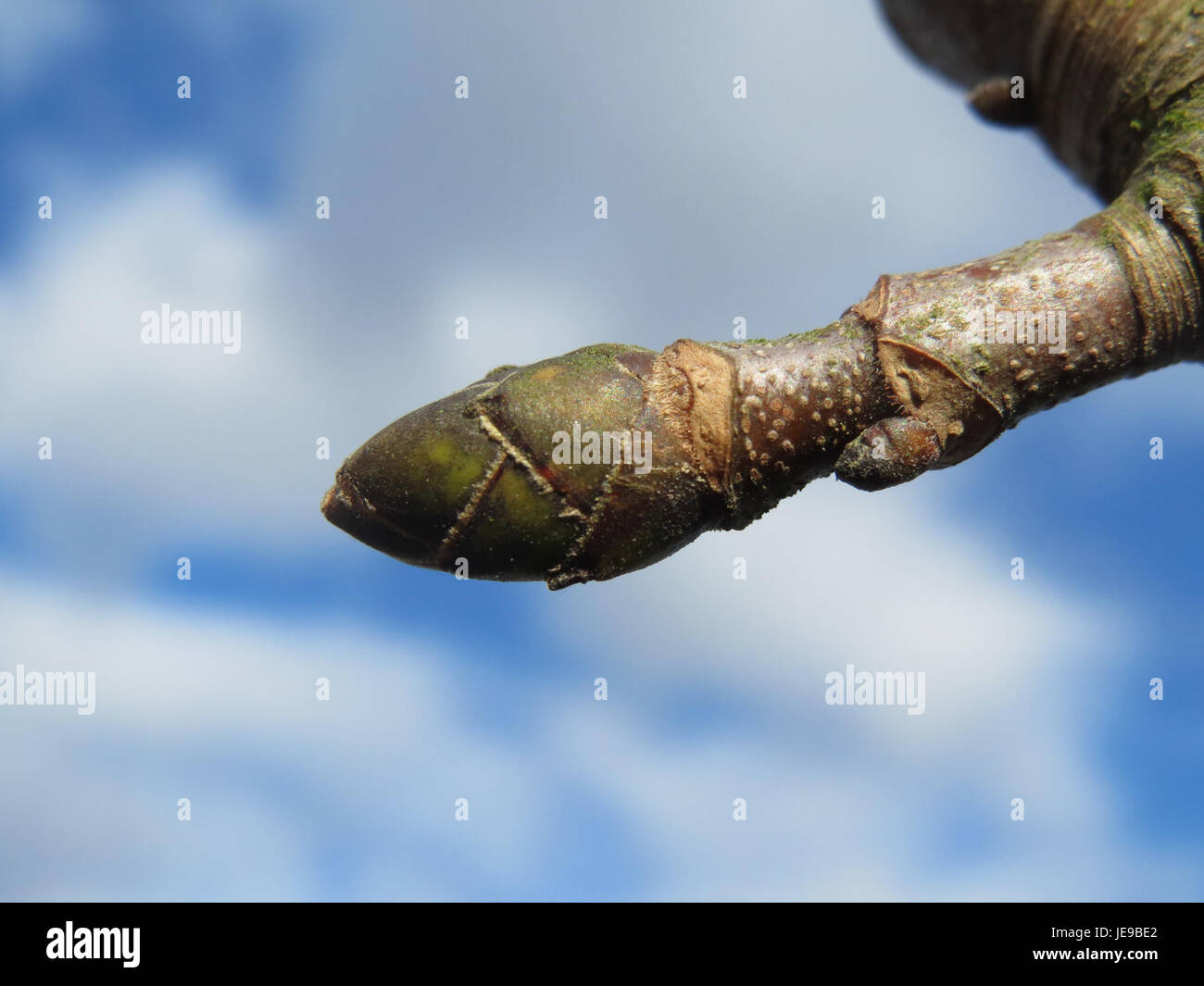 Acer pseudoplatanus, commonly known as the sycamore maple, is a tree ...