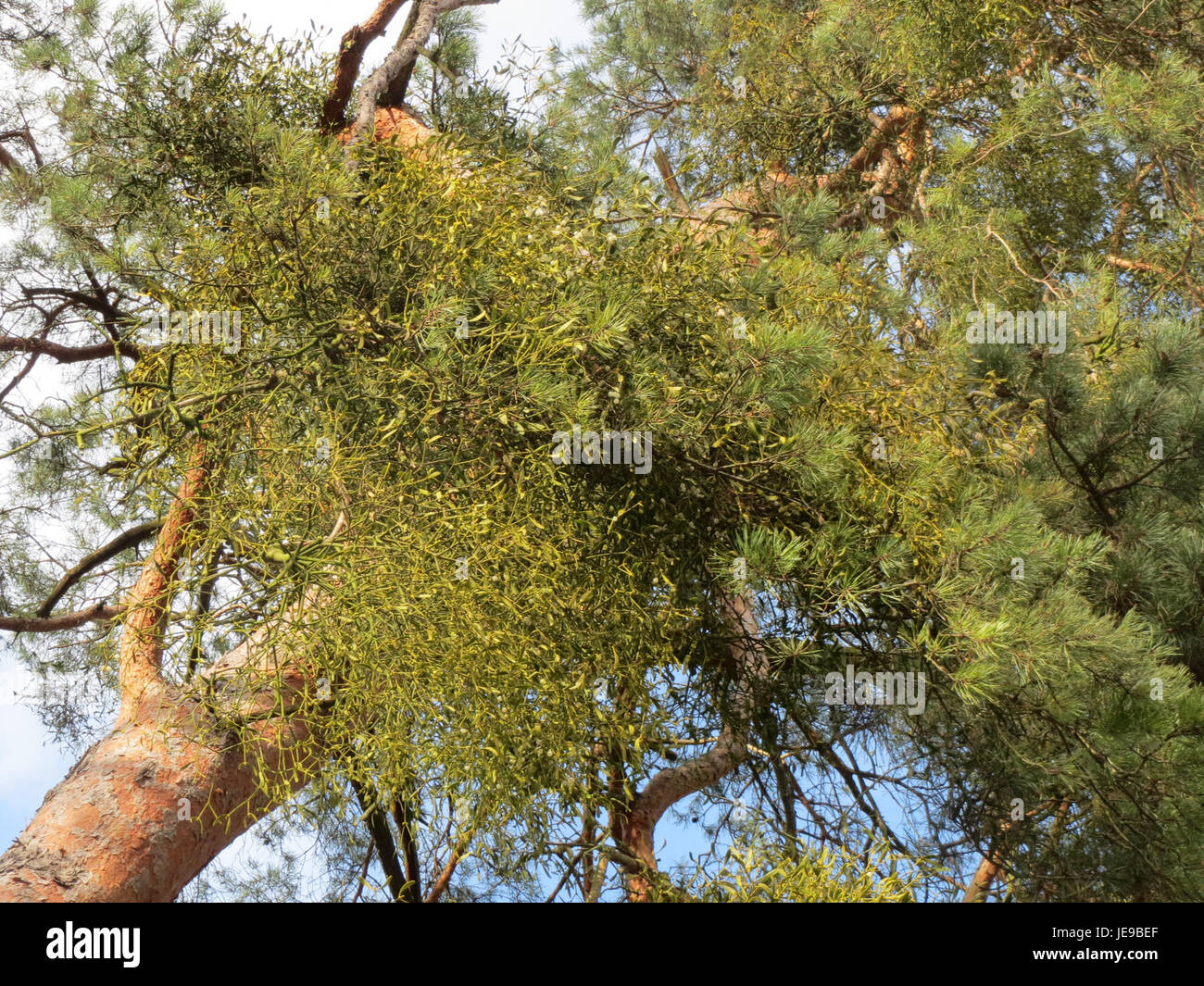 Mistletoe a parasitic plant hi-res stock photography and images - Alamy