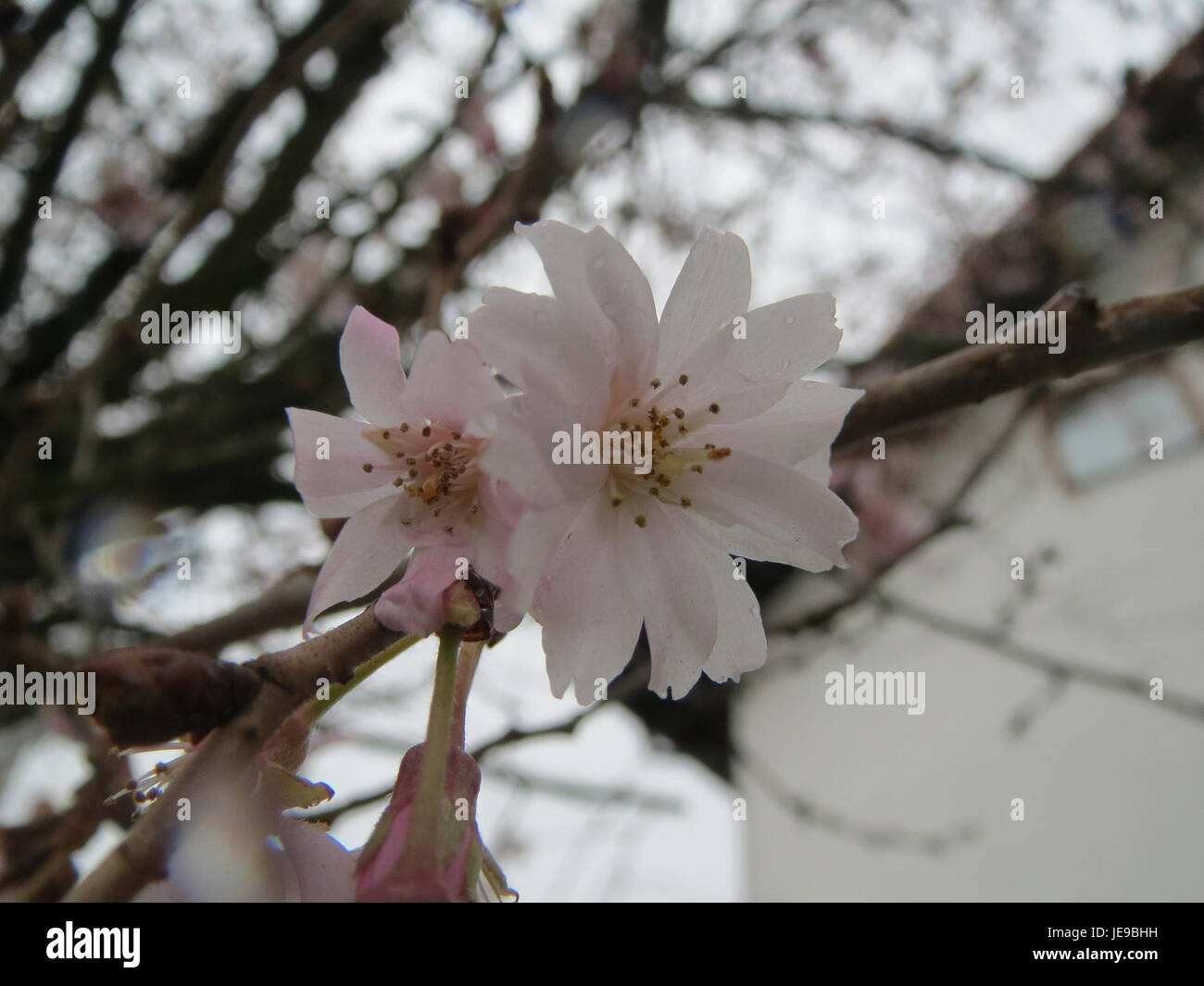 A photograph of a cherry tree in bloom, taken in Hockenheim on February 10, 2014, highlighting ...