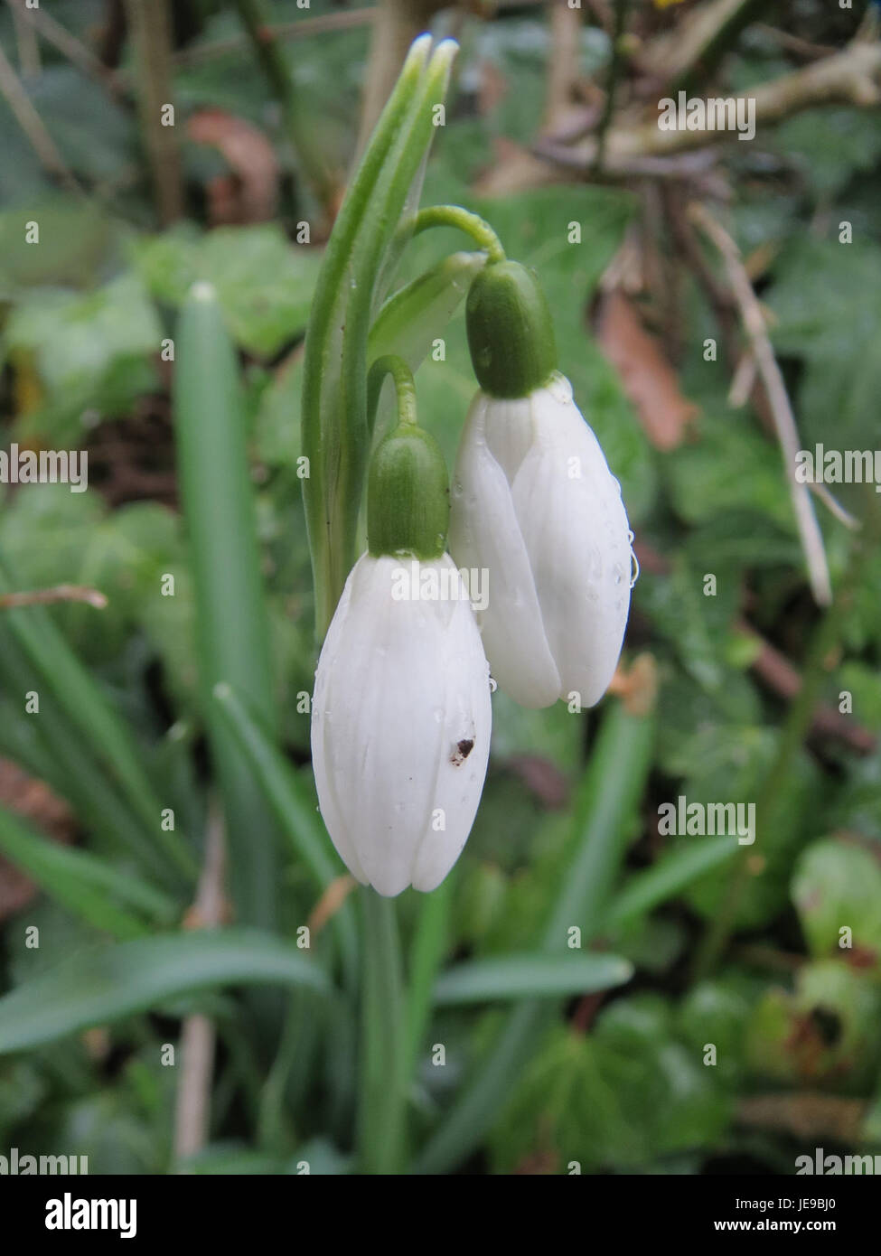 A photograph of Galanthus nivalis, commonly known as the snowdrop ...