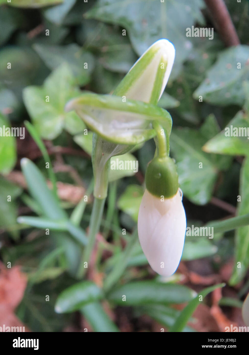 Galanthus nivalis, commonly known as snowdrop, is one of the first ...