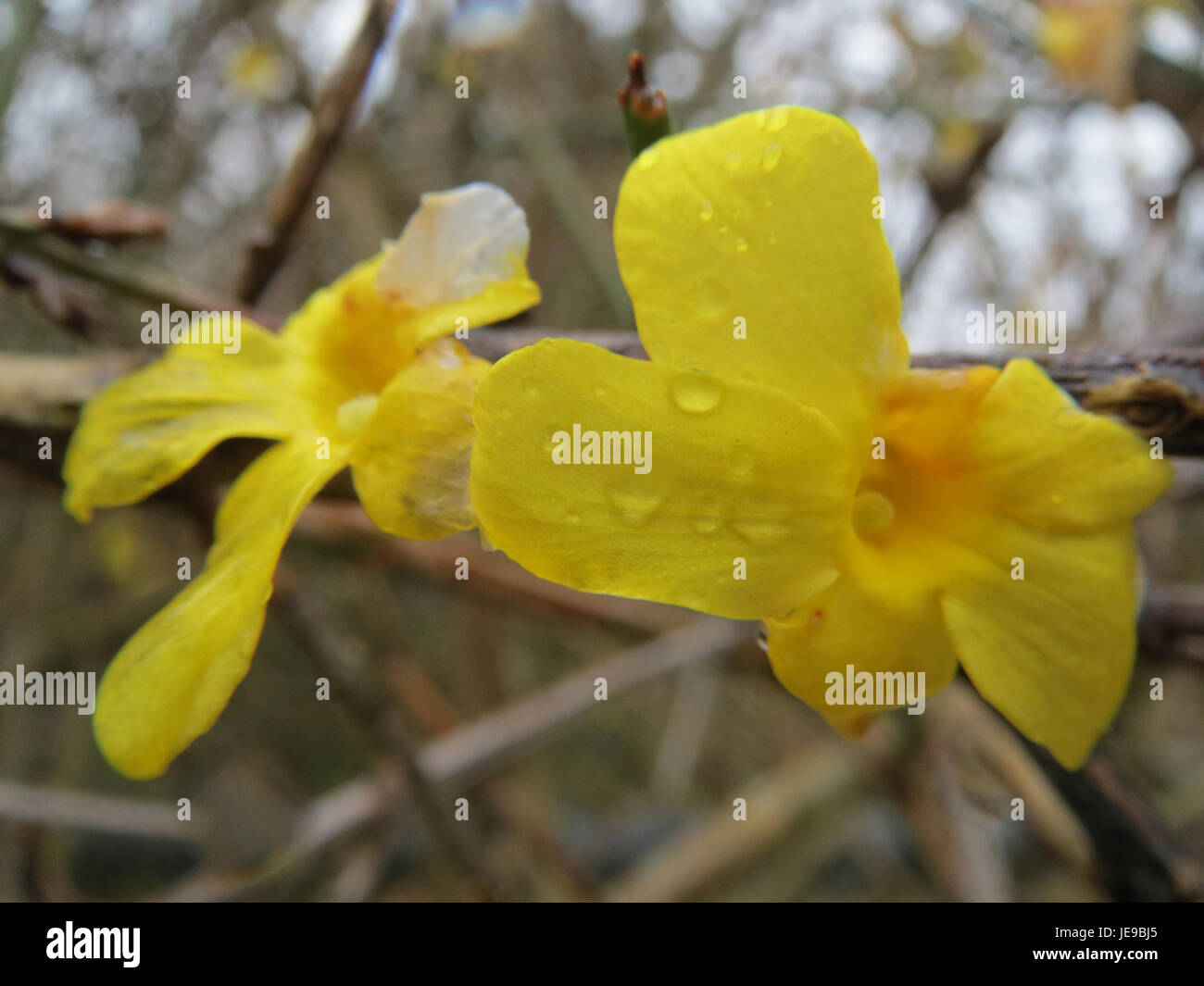 A photograph of Forsythia bushes in bloom, captured in Hockenheim on ...