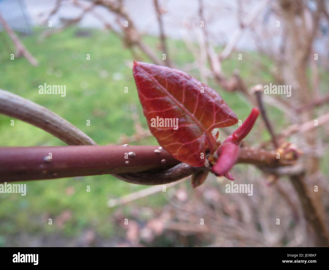 Fallopia baldschuanica, also known as the Russian vine, is a fast ...