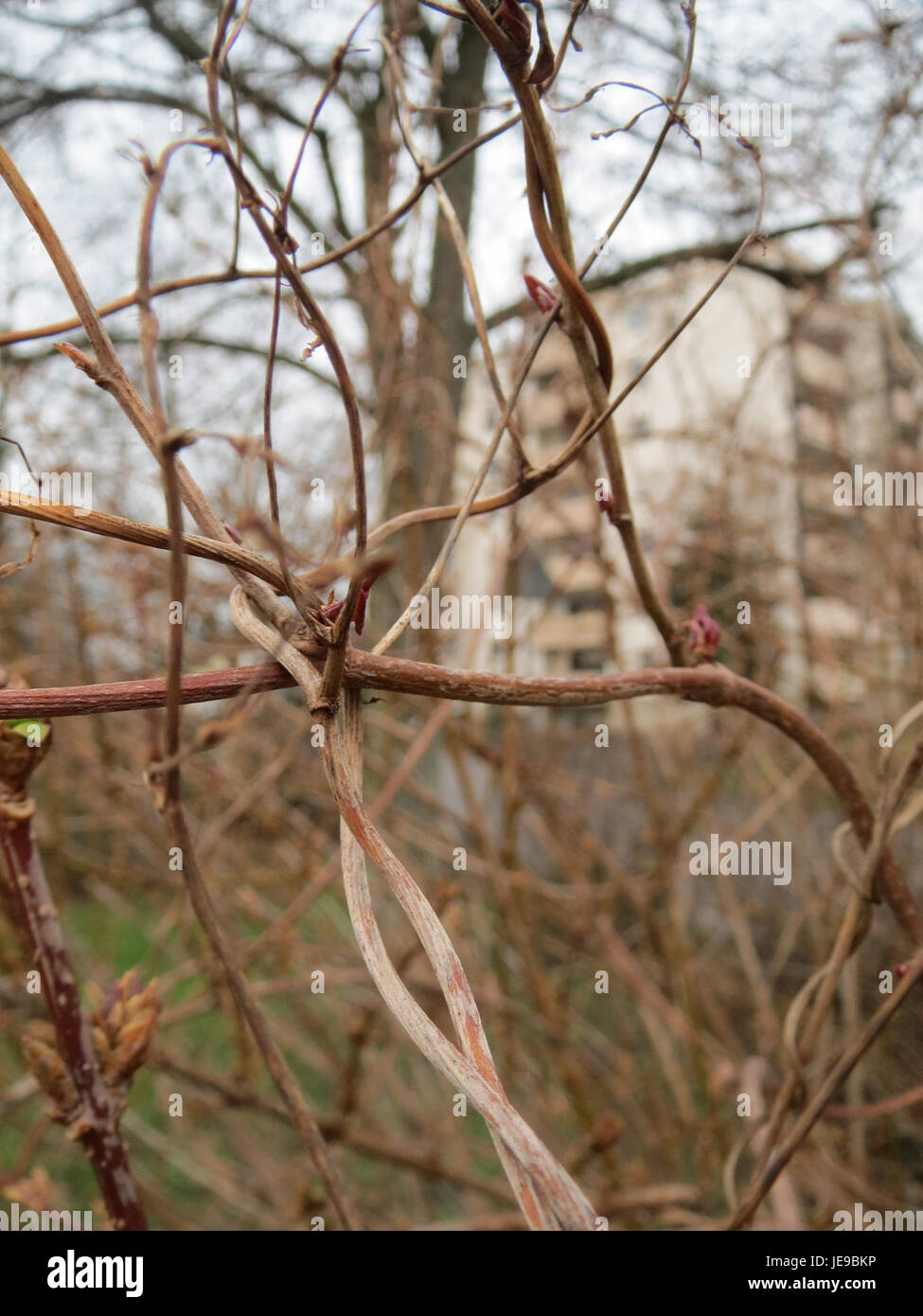 Fallopia baldschuanica, commonly known as Himalayan Knotweed, is a ...