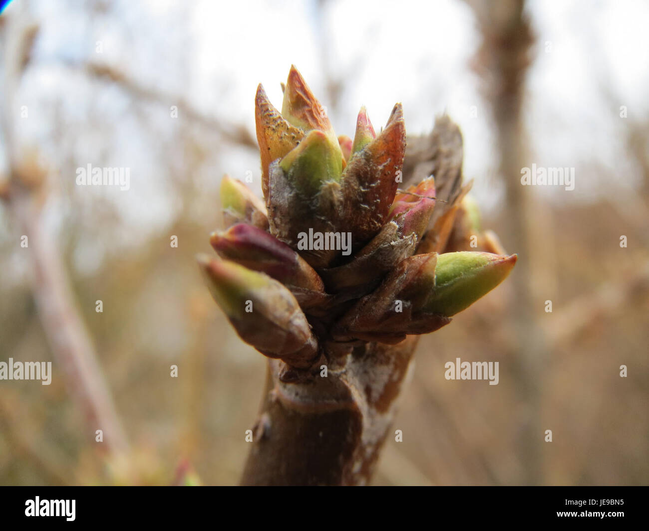 *Forsythie* is a flowering plant, also known as forsythia, typically ...