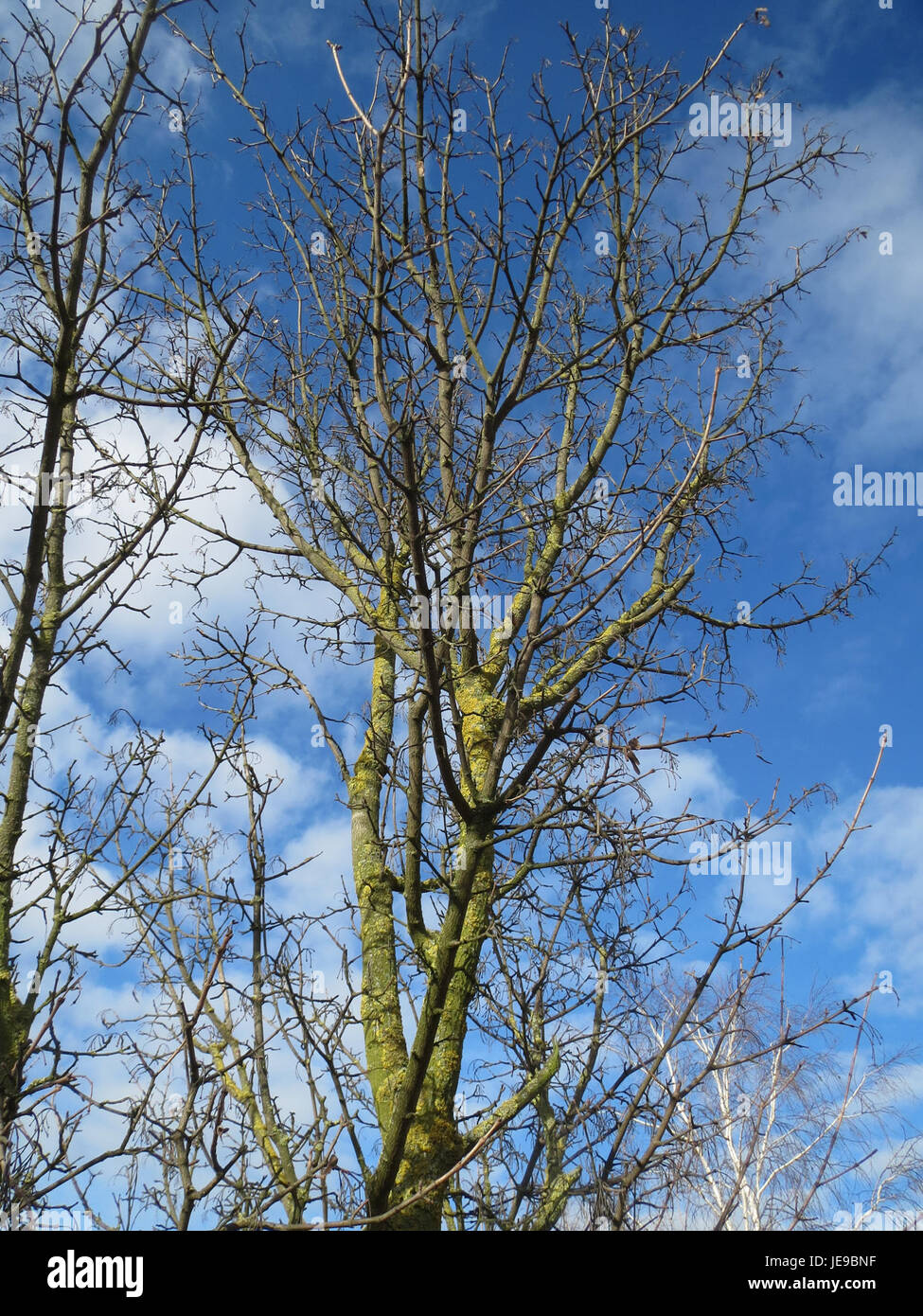 Acer campestre, commonly known as the field maple, is a deciduous tree ...