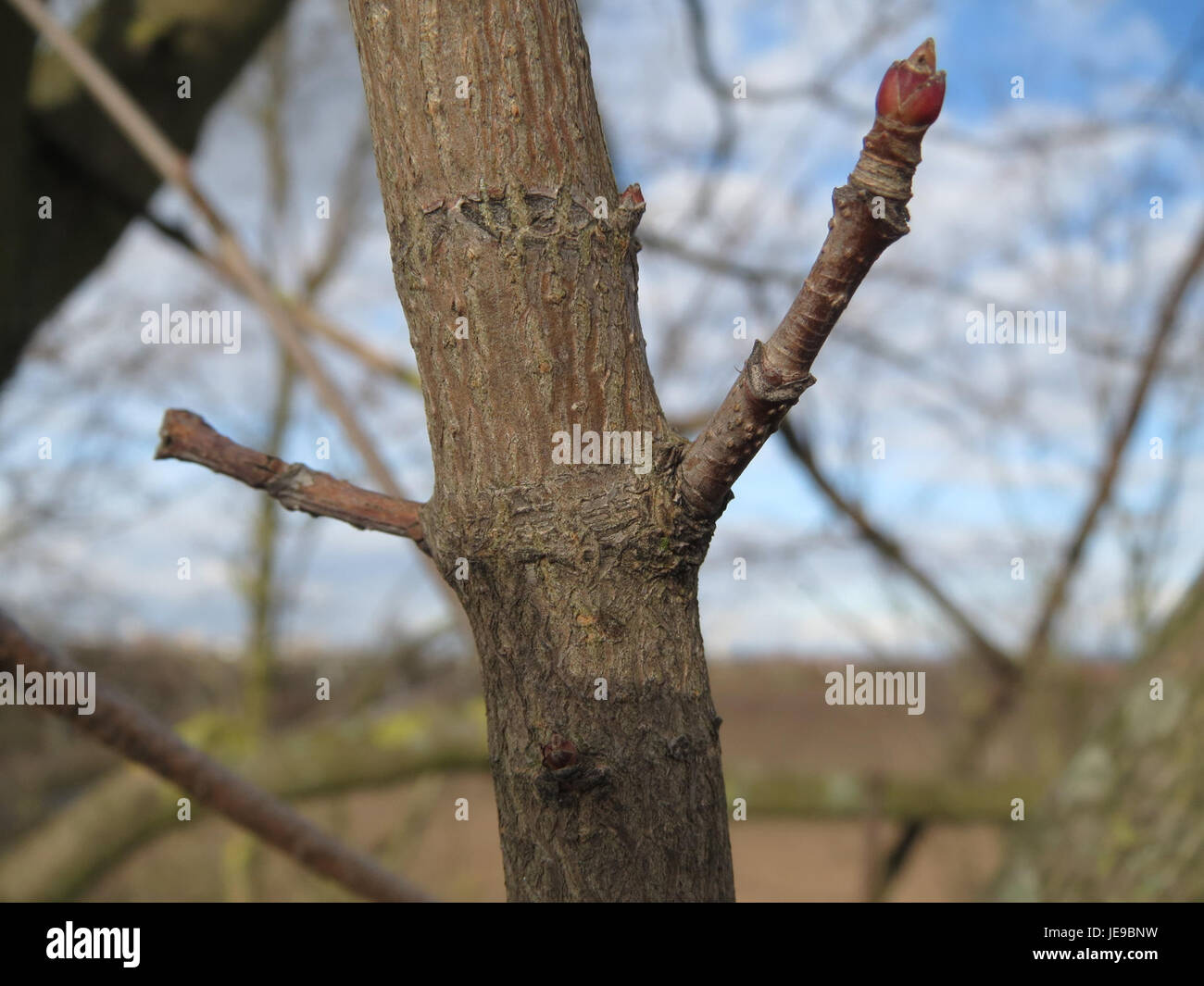 Acer platanoides known norway hi-res stock photography and images - Alamy