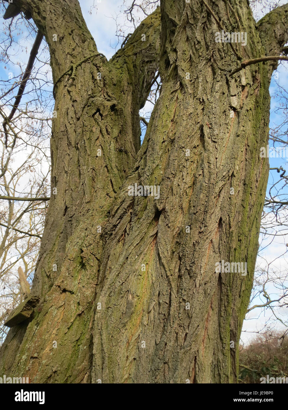 Robinie (Robinia pseudoacacia), commonly known as black locust, is a ...