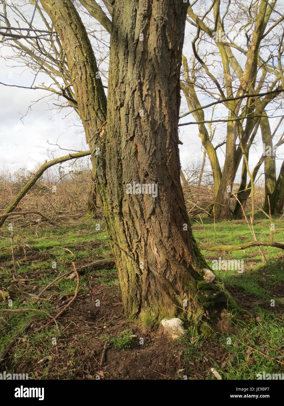 The image shows Robinia trees (Robinia pseudoacacia) in Reilingen ...