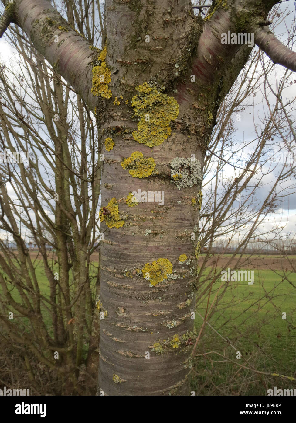 This image from February 11, 2014, features a cherry tree (Kirsche) in ...