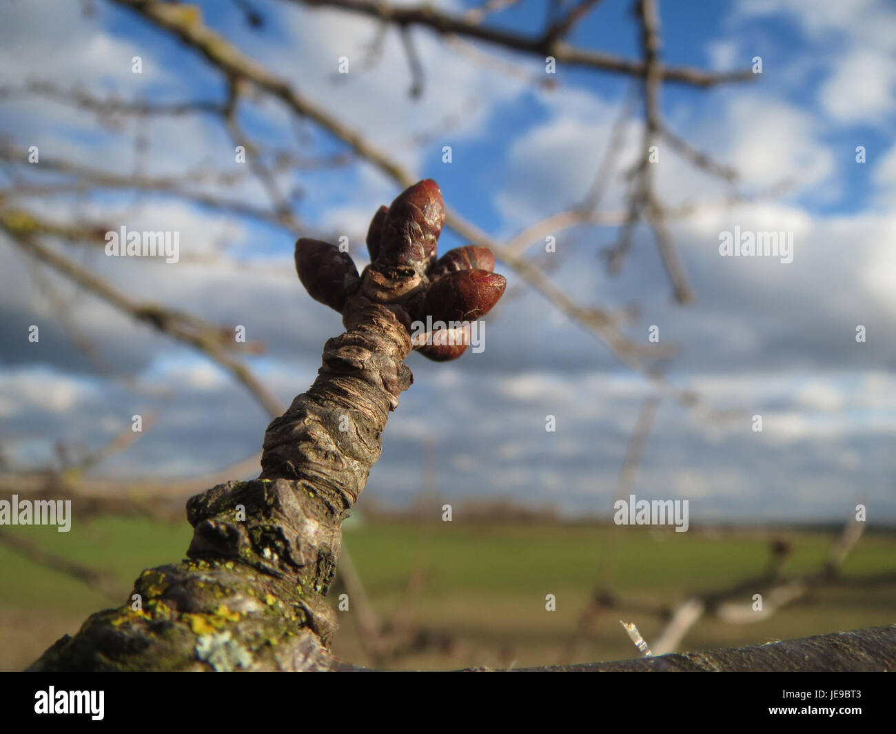 The photograph from February 11, 2014, features a cherry tree (Kirsche ...