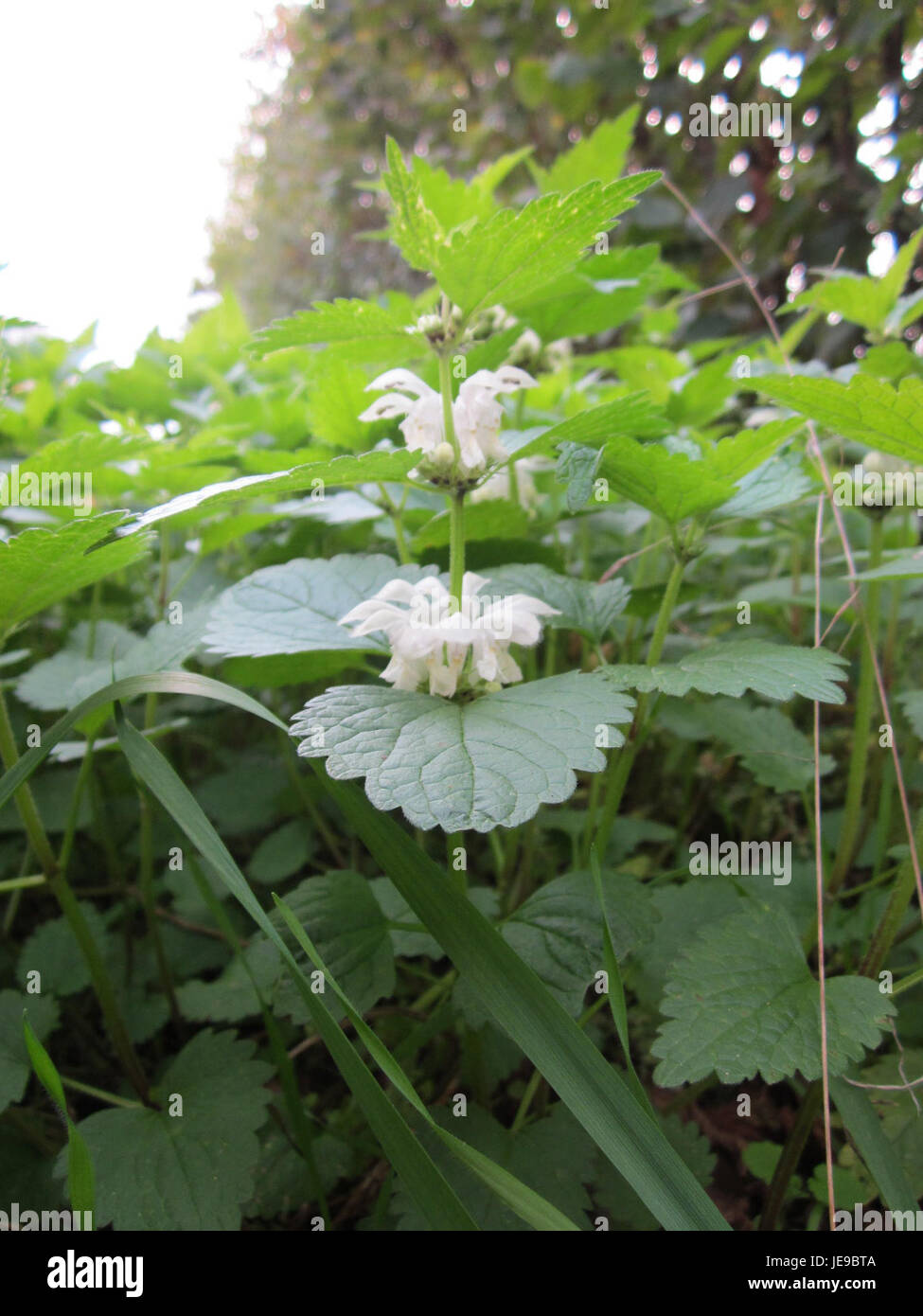 Dead nettle ground cover hi-res stock photography and images - Alamy