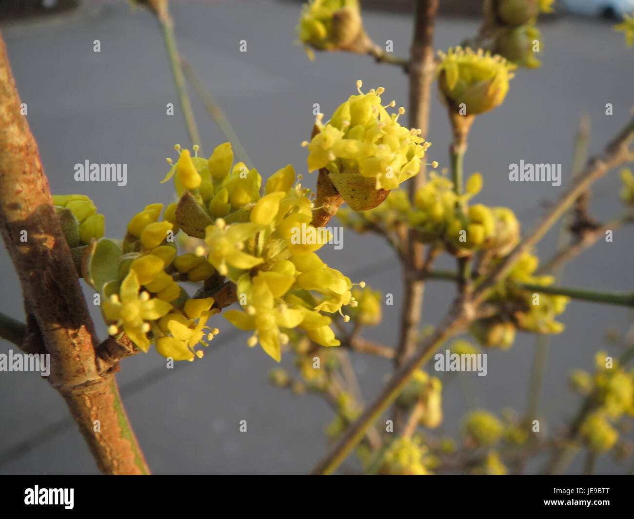 A photograph from February 11, 2014, showing Cornus mas, commonly known ...