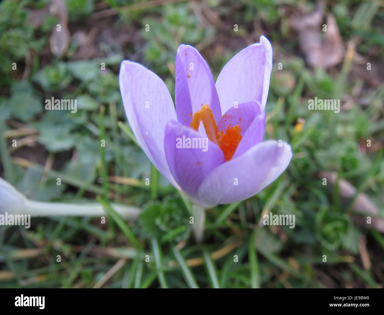 This title refers to the Crocus tommasinianus, a species of crocus ...