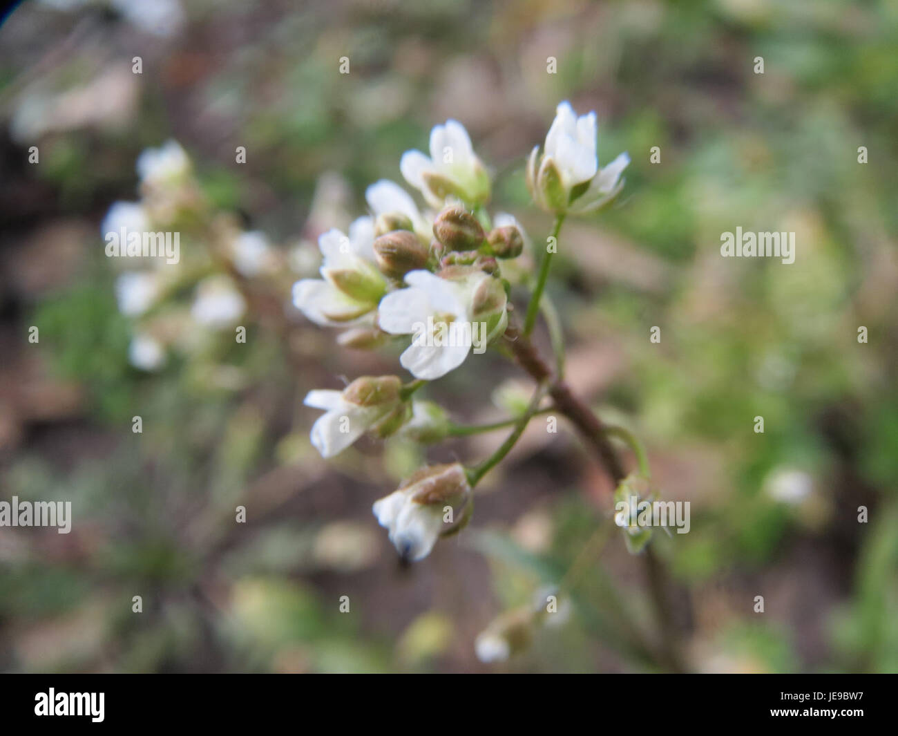 Capsella bursa pastoris known hi-res stock photography and images - Alamy