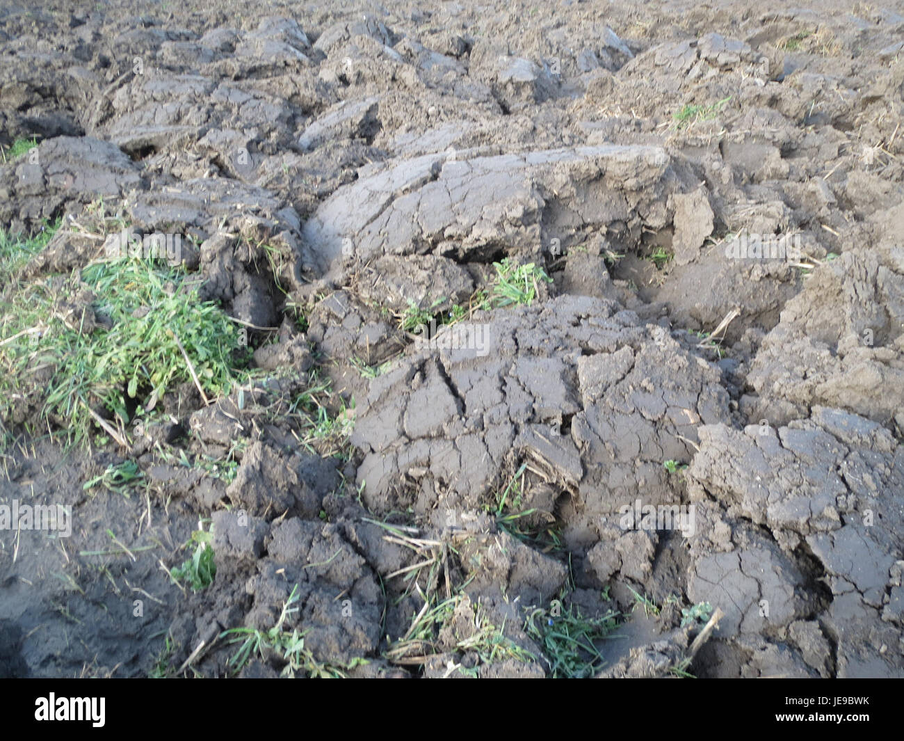 Photograph of a field in Reilingen, Germany, highlighting the ...