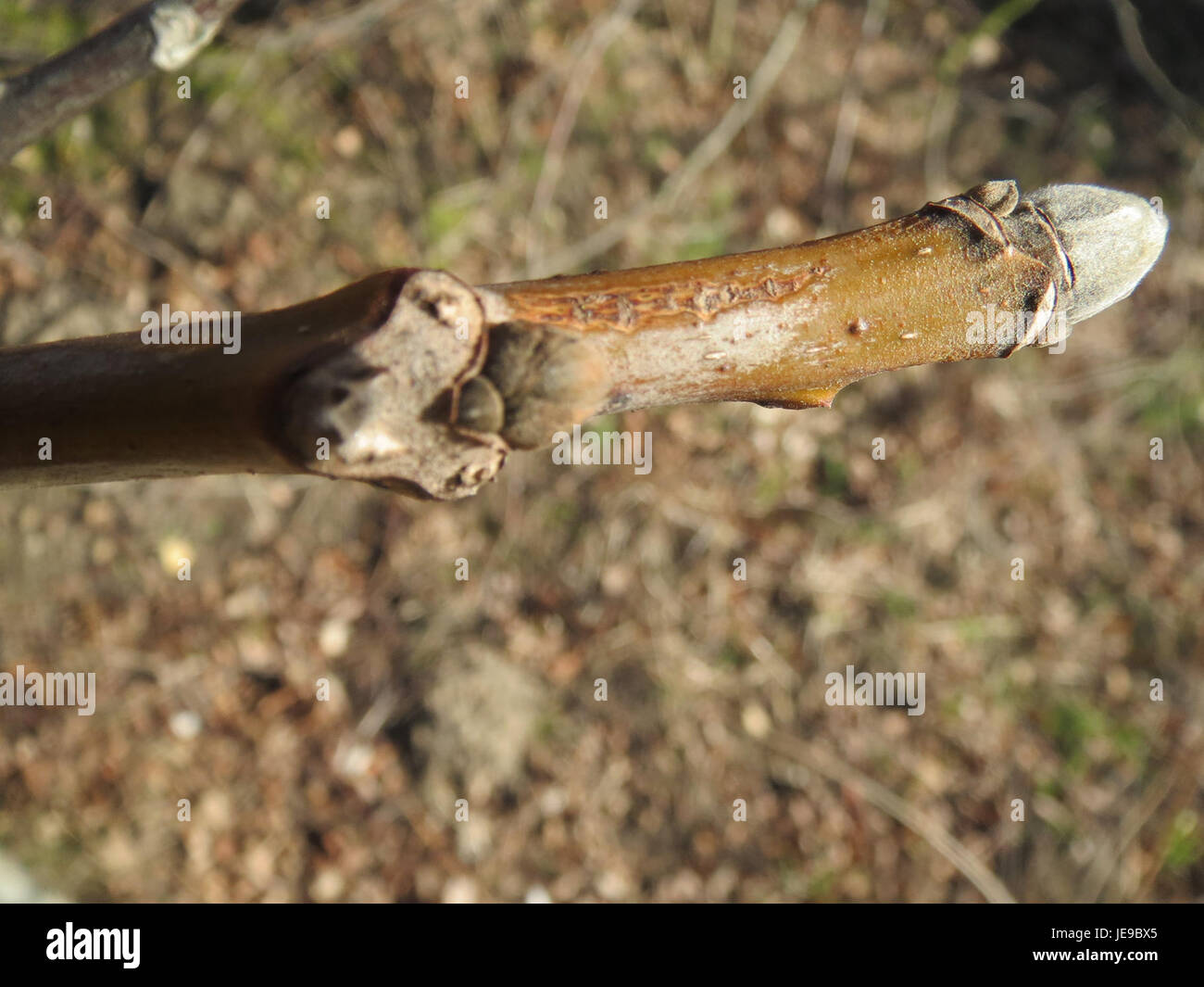 This image shows Acer pseudoplatanus, commonly known as the sycamore ...