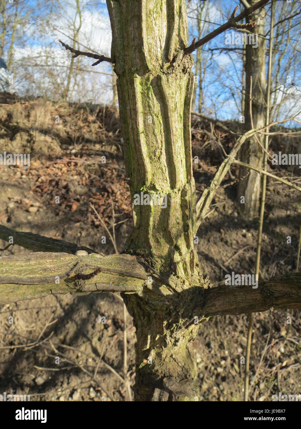 Lobed maple leaf hi-res stock photography and images - Alamy