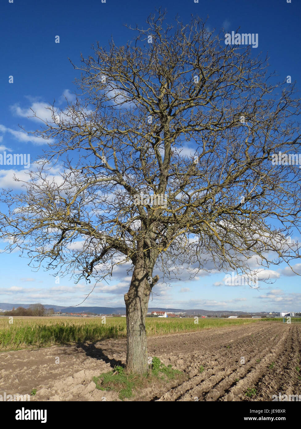 Juglans regia, or the English walnut, is a deciduous tree known for its ...