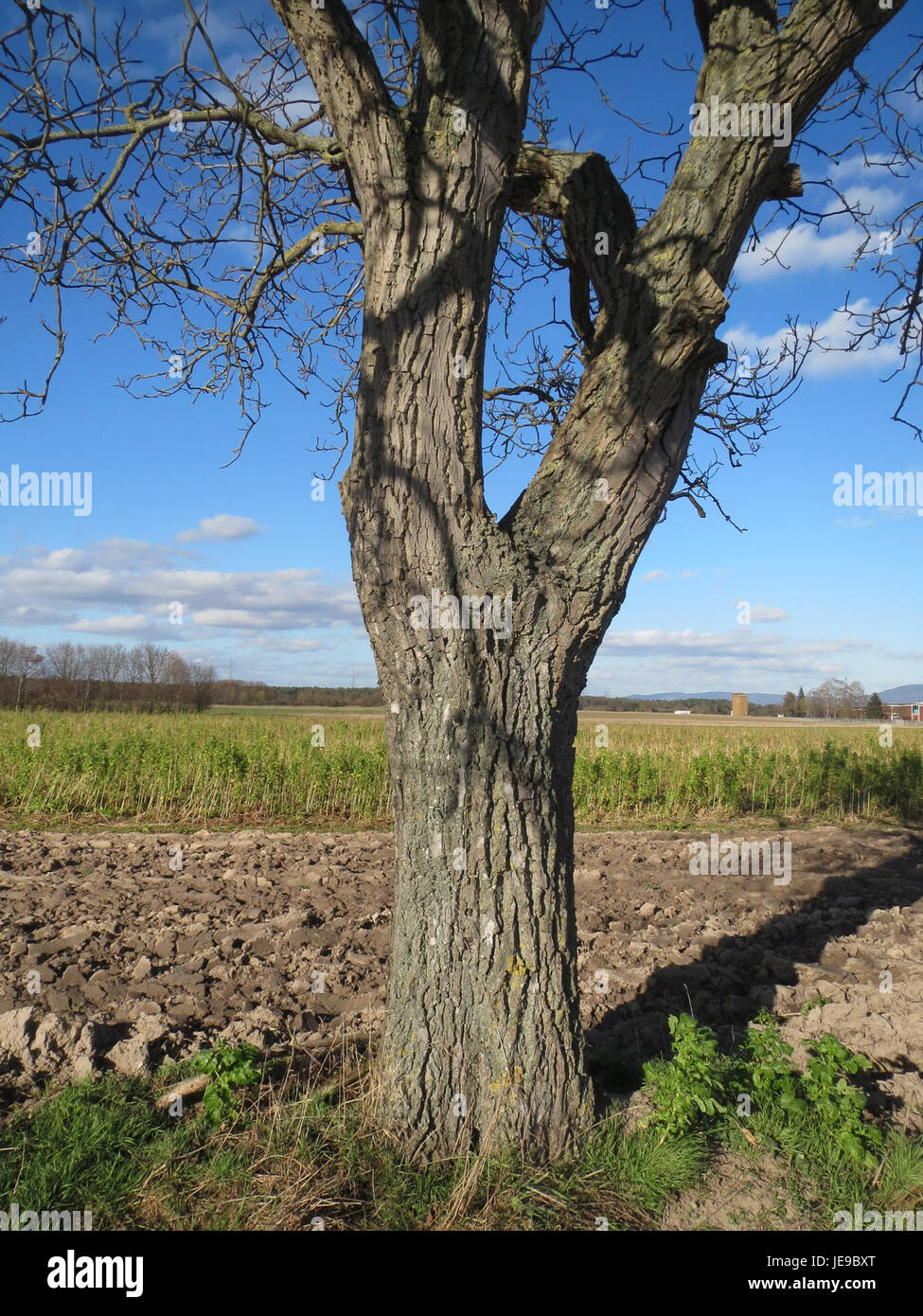 Juglans regia, also known as the English walnut, is a tree species ...