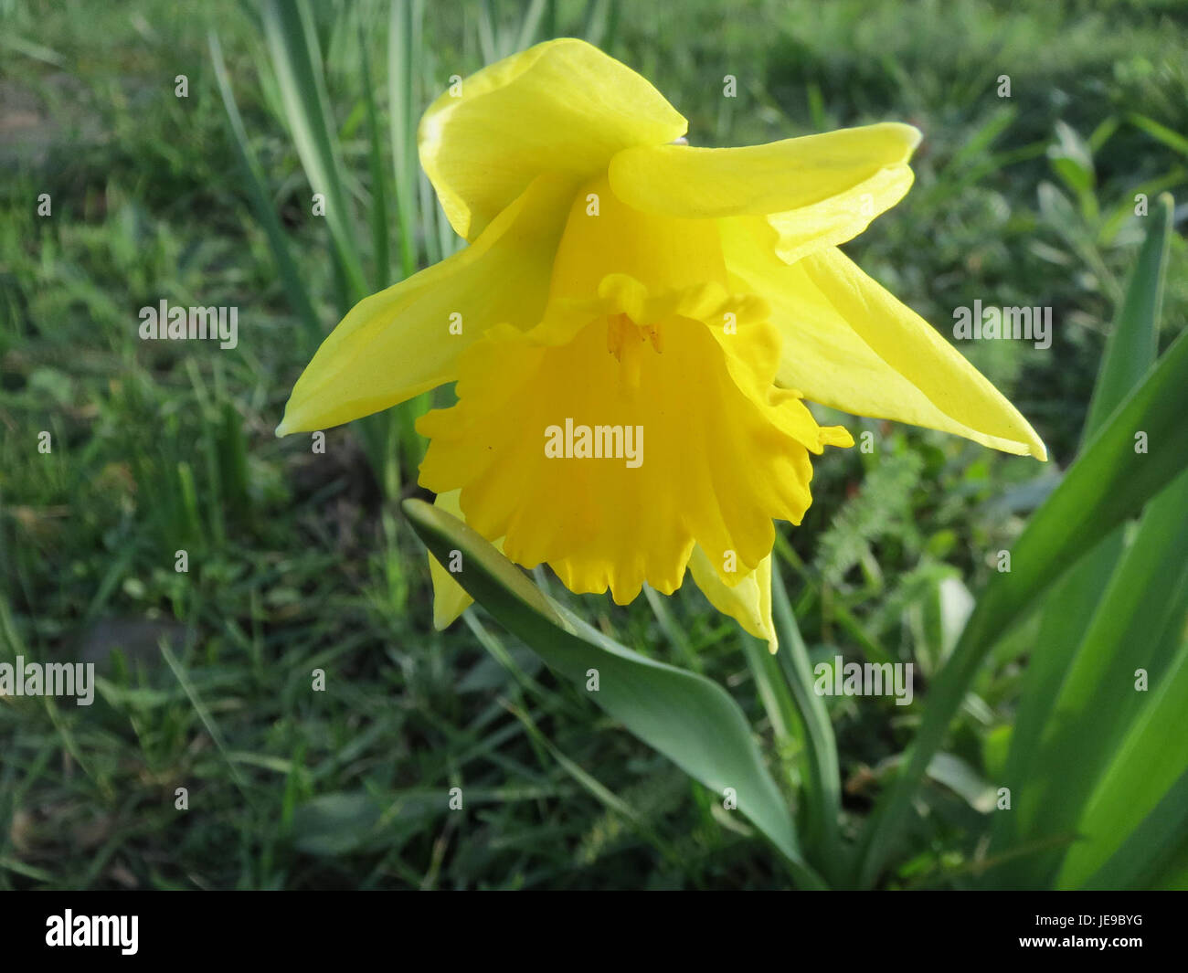Narcissus pseudonarcissus, known as the wild daffodil, is a perennial ...