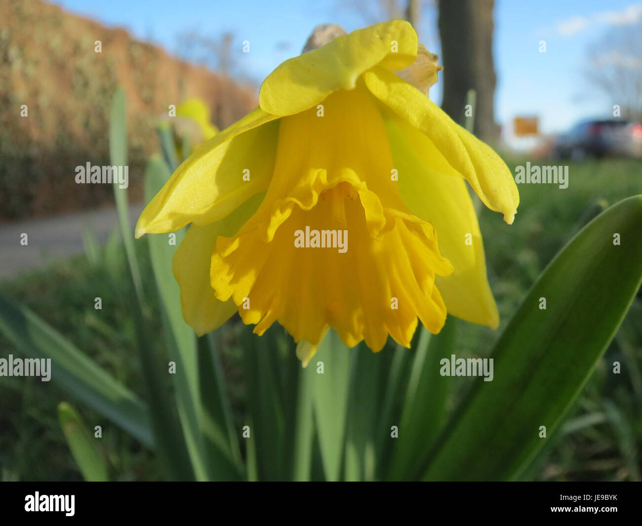 This image shows the Narcissus pseudonarcissus, commonly known as the ...