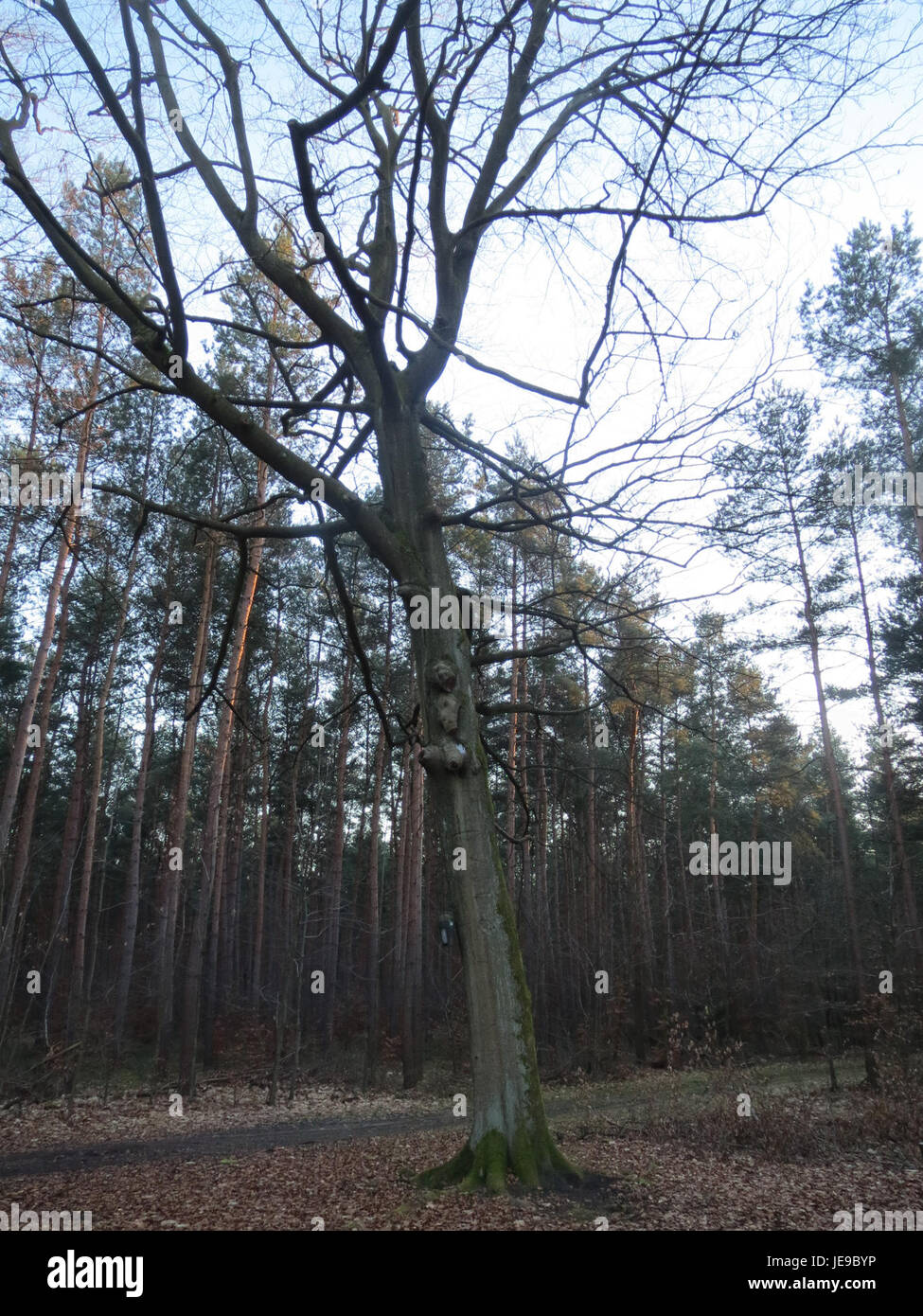 Fagus sylvatica, commonly known as European beech, is a deciduous tree ...