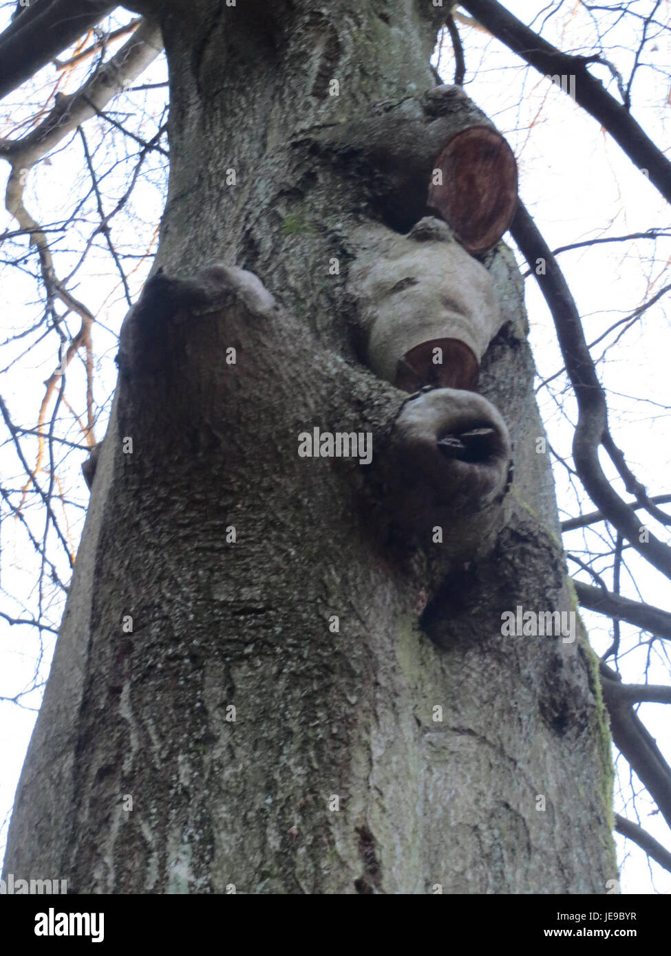 This image depicts Fagus sylvatica, commonly known as European beech, a ...