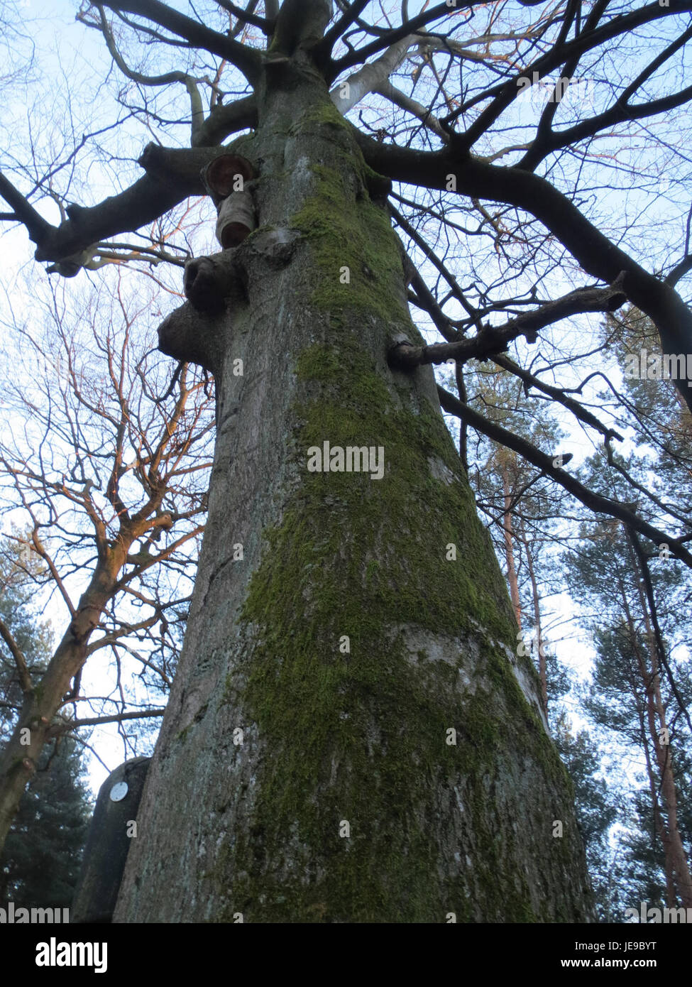 A photograph of Fagus sylvatica, commonly known as the European beech ...