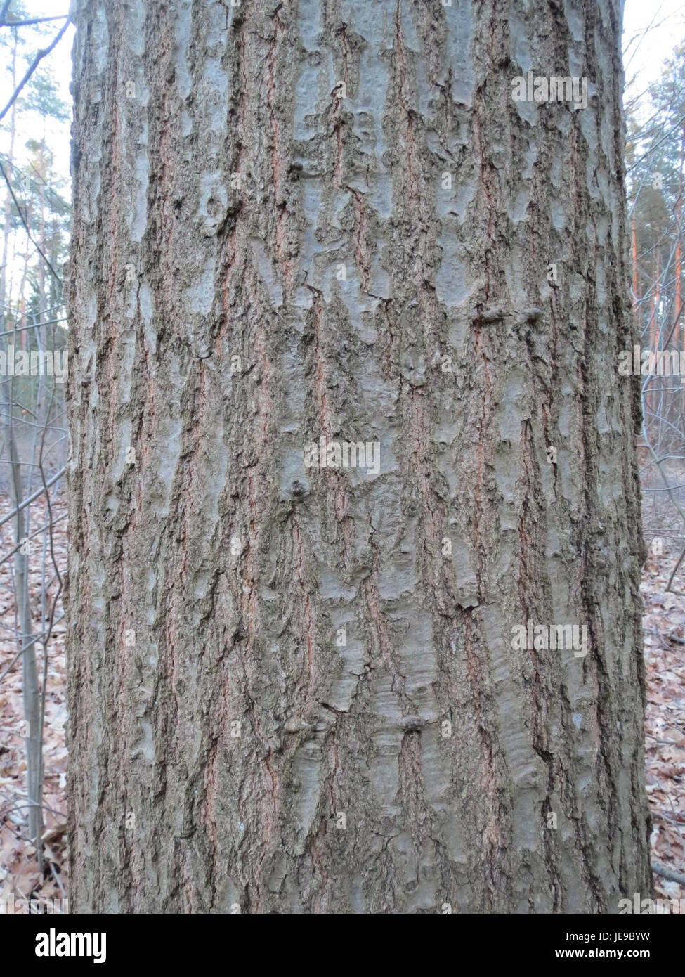 Quercus rubra, commonly known as the Northern Red Oak, is a species ...