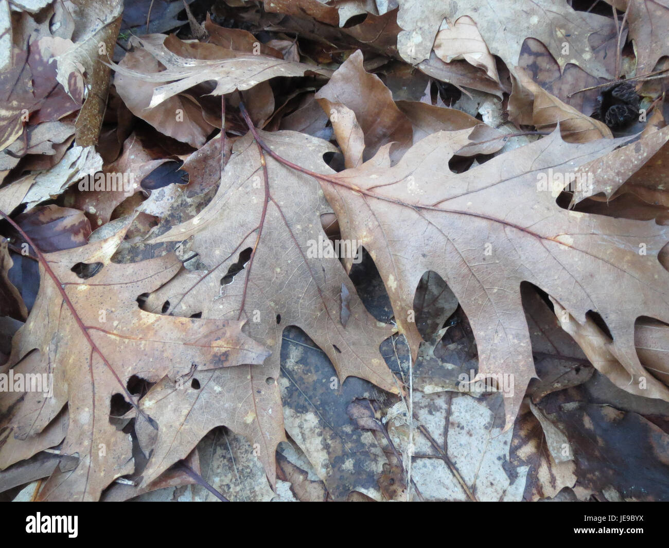 A photograph of Quercus rubra, commonly known as the northern red oak ...
